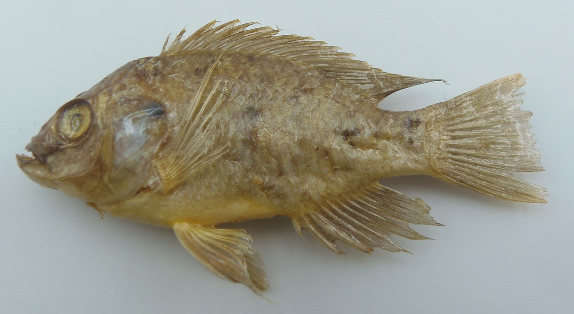 Nile Tilapia Oreochromis Niloticus Fish Taxidermy Oddities - Etsy