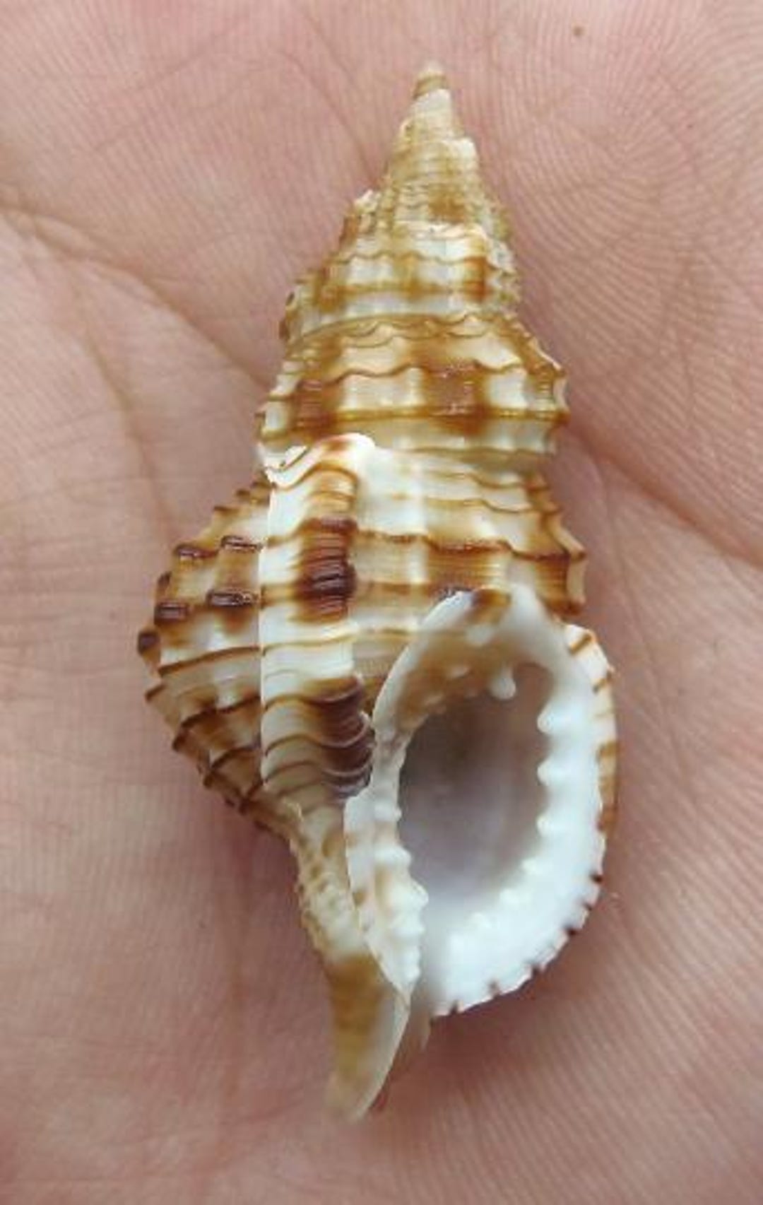 Seashells Triton Shells Sassia Semitorta - Etsy