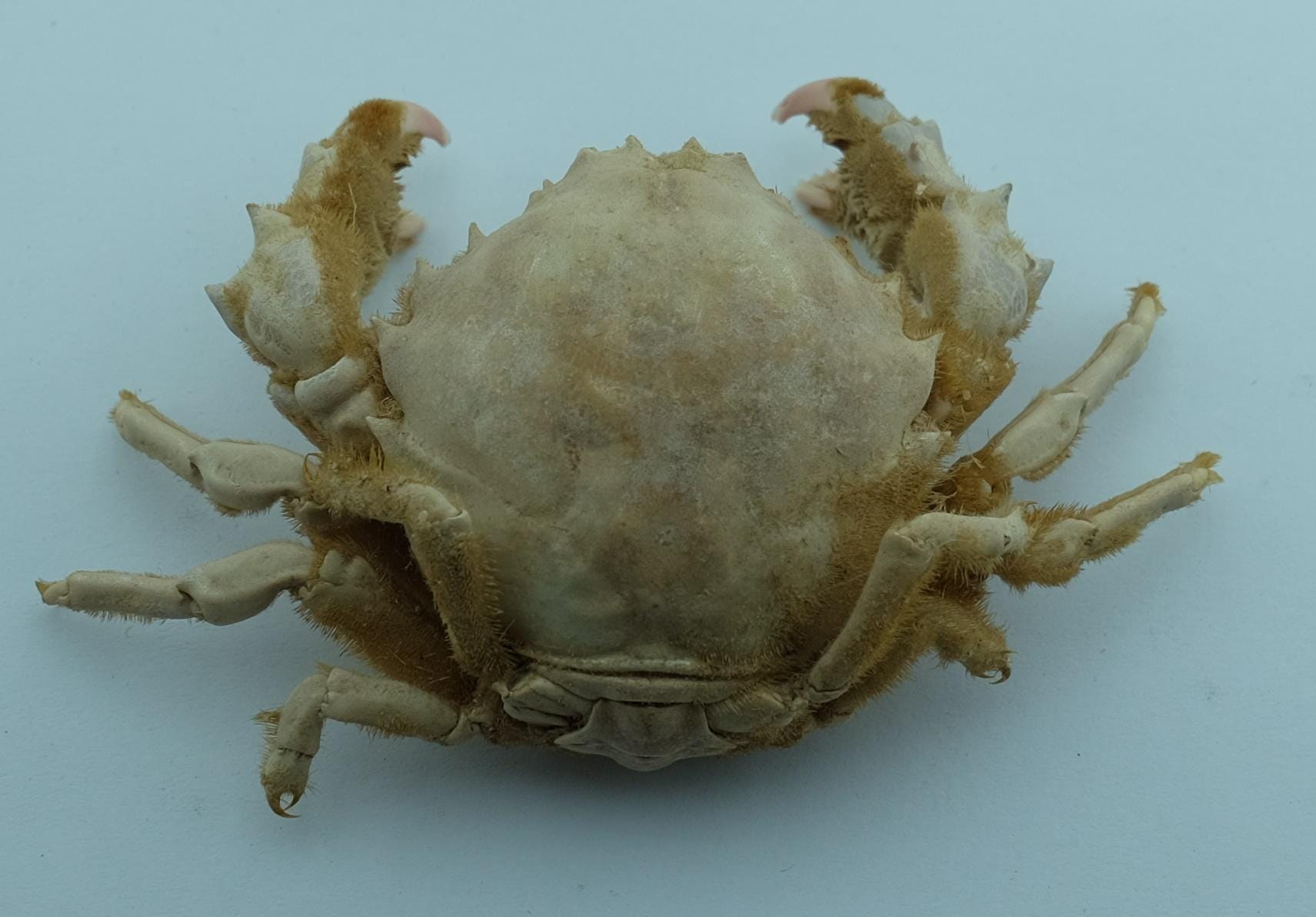 Sponge Crab Takedromia Cristatipes Crab Taxidermy Oddities - Etsy