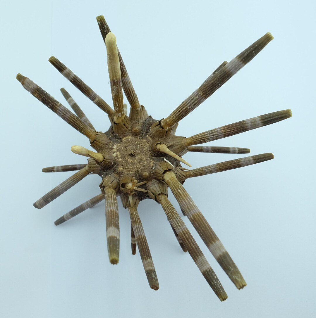 Echinoderms Sea Urchin Phyllacanthus Forcipulatus W/ Spine Taxidermy ...