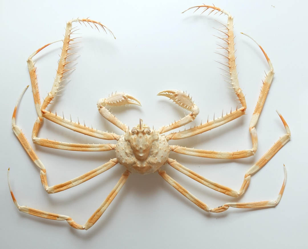 Preserved Crab Specimen Spider Crab Platymaia Alcocki Marine Taxidermy ...
