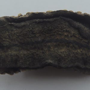 Seashells Varicose Phyllid Nudibranchs Phyllidia Varicosa - Etsy