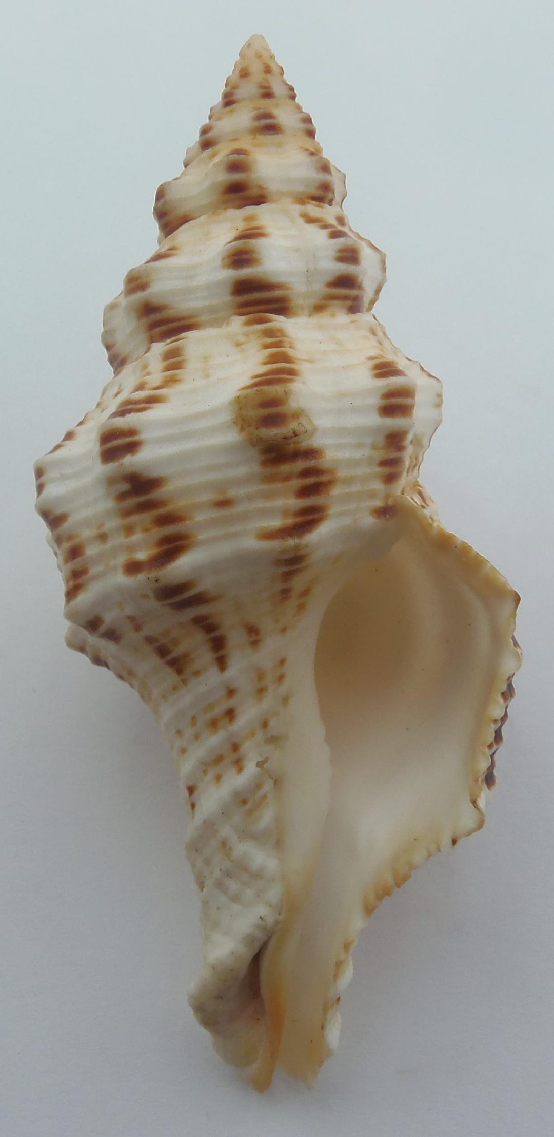 Seashells Short-tailed Latirus Latirus Polygonus - Etsy