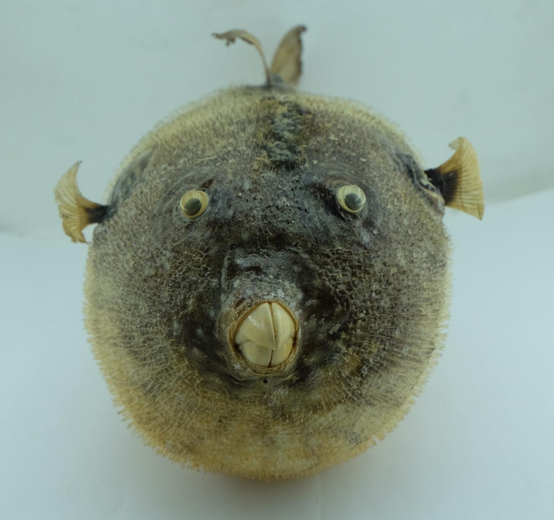 Freeze Dried Fish Taxidermy Real Preserved Reticulated Pufferfish ...