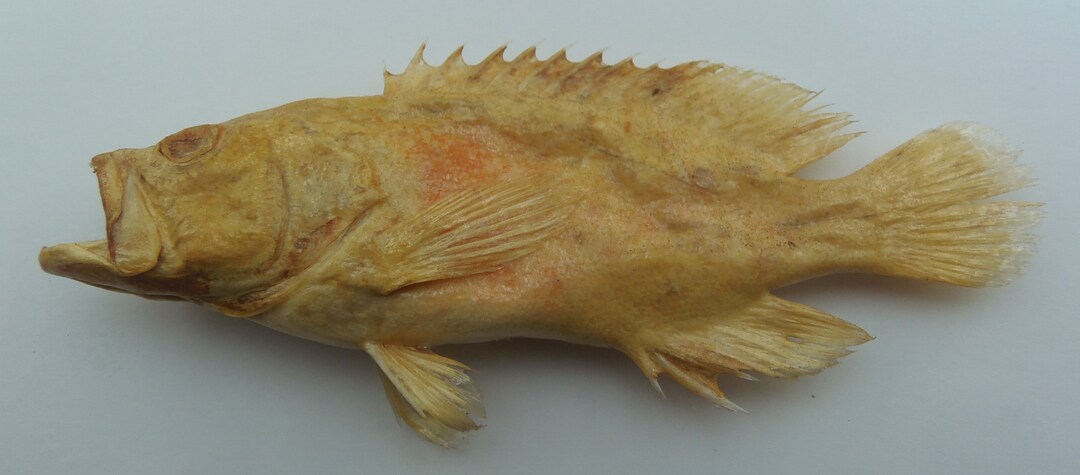 Golden Hind Cephalopholis Aurantia Fish Taxidermy Oddities - Etsy