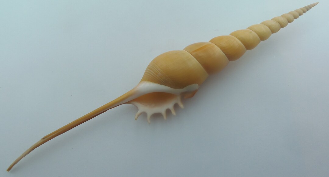 Seashells Spindle Tibia Tibia Fusus - Etsy