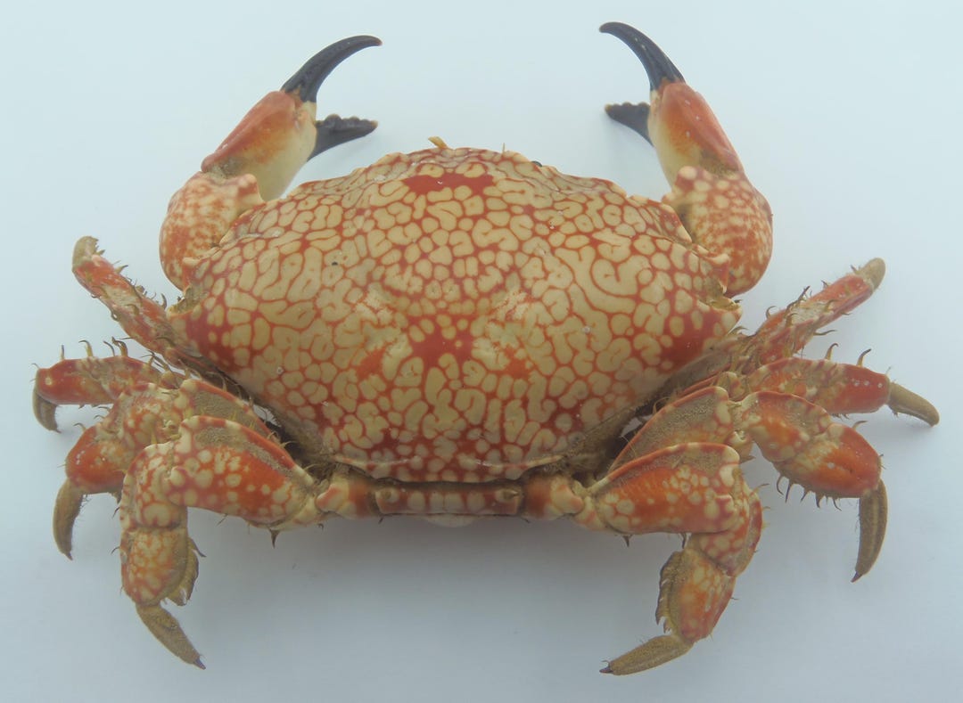 Preserved Crab Specimen White Spotted Reef Crab Lophozozymus Pictor ...