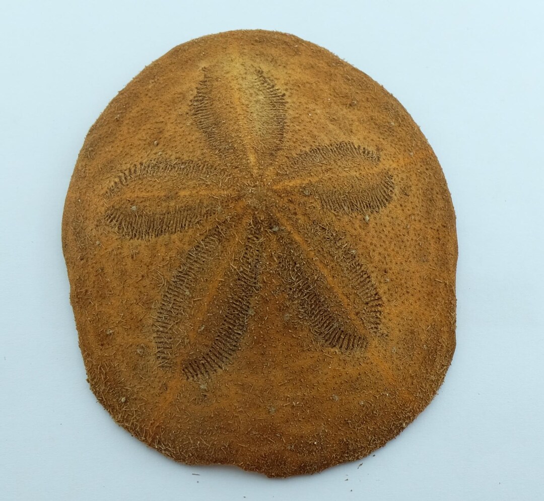 Echinoderms Sand Dollar Clypeaster Annandalei Taxidermy Oddities - Etsy