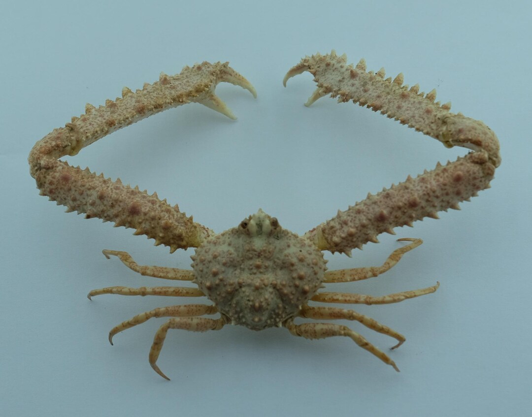 Elbow Crab Parthenope Sinensis Crab Taxidermy Oddities - Etsy