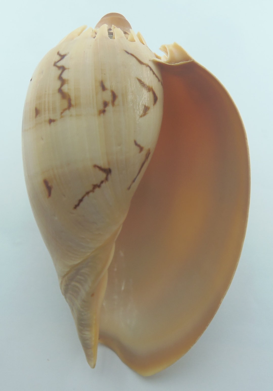 Seashells Crowned Baler Melo Broderipii - Etsy