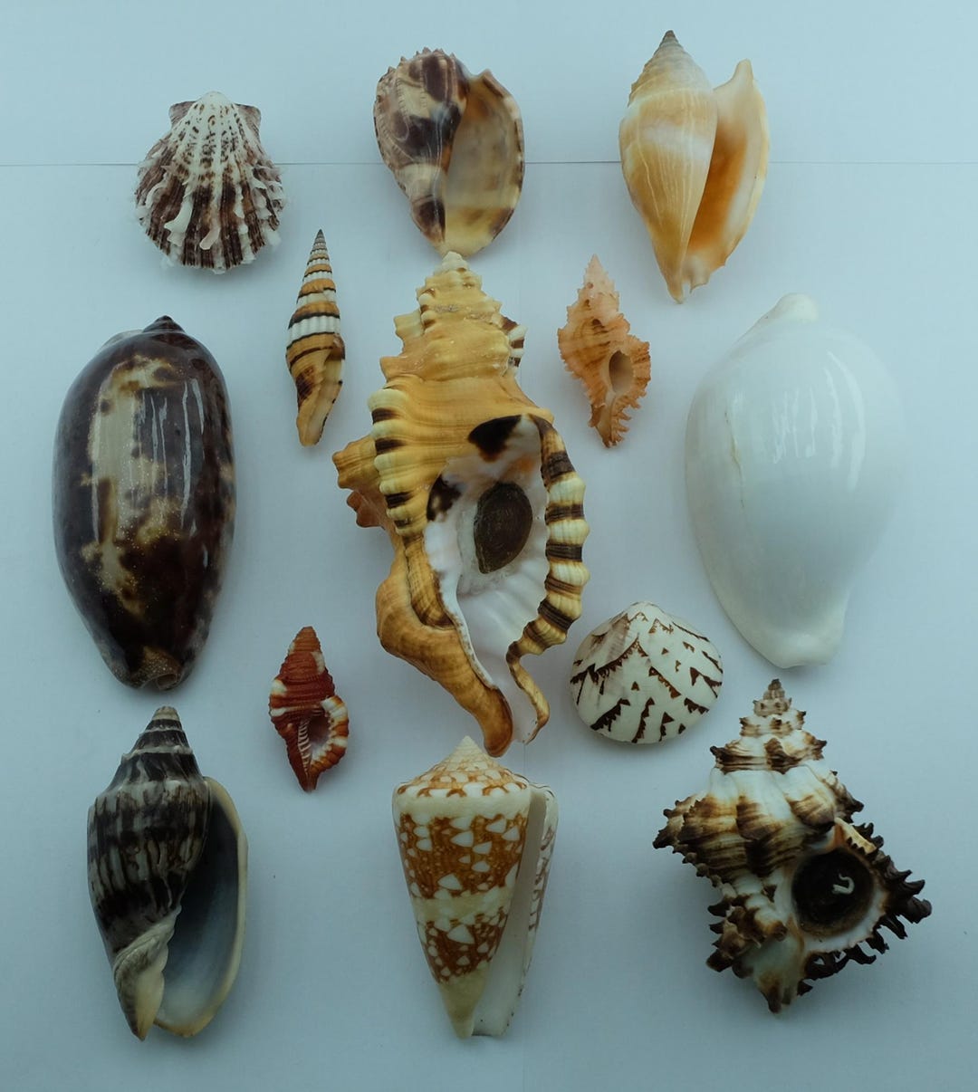 Philippine Cone Shells Assorted Philippine Shells Oddities Taxidermy - Etsy