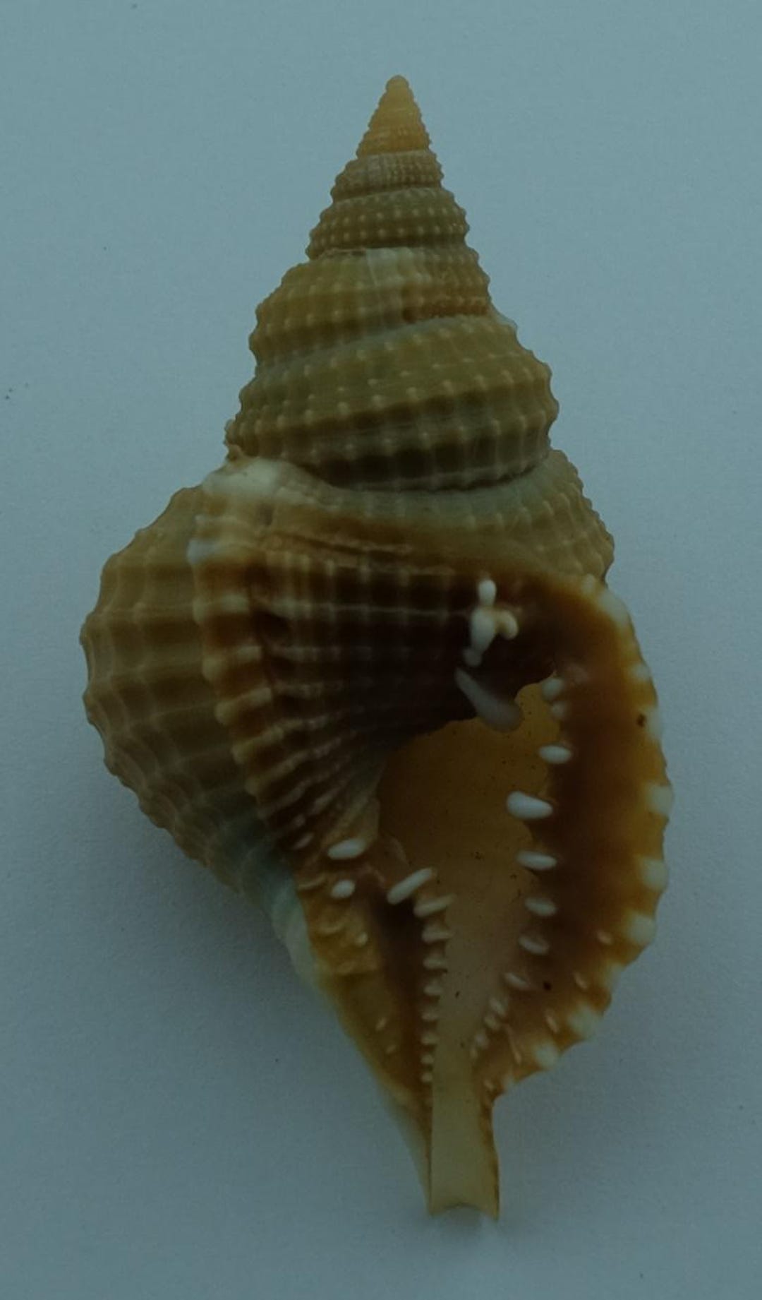 Seashells Reticulate Distorsio Distorsio Reticularis - Etsy