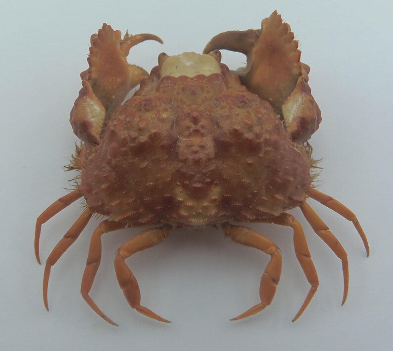 Preserved Crab Specimen Lumpy Box Crab Calappa Gallus Marine Taxidermy ...