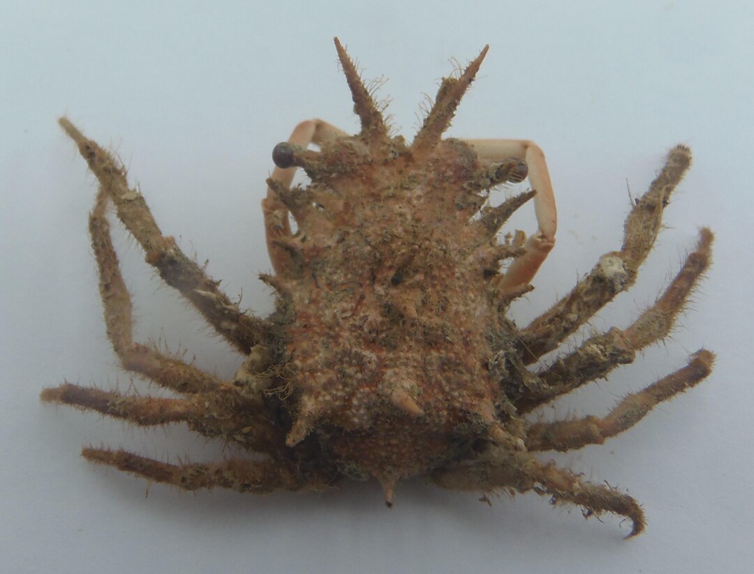 Preserved Crab Specimen Spider Crab Holthuija Pauli Marine Taxidermy ...