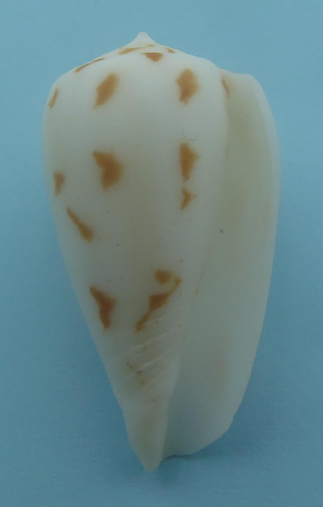 Seashells Cone Shell Conus Pica - Etsy Singapore