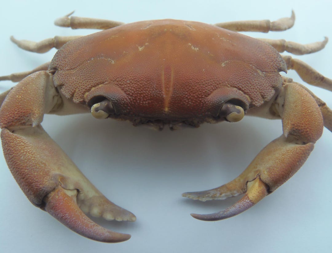 Knot-fingered Mud Crab Panopeus Lacustris Crab Taxidermy Oddities - Etsy