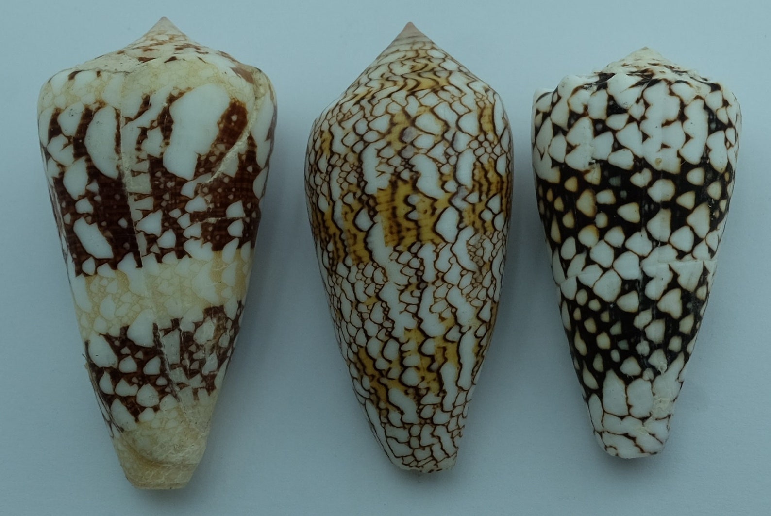 Philippine Cone Shells Assorted Cone Crabs Oddities Taxidermy - Etsy