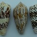 Philippine Cone Shells Assorted Cone Crabs Oddities Taxidermy - Etsy