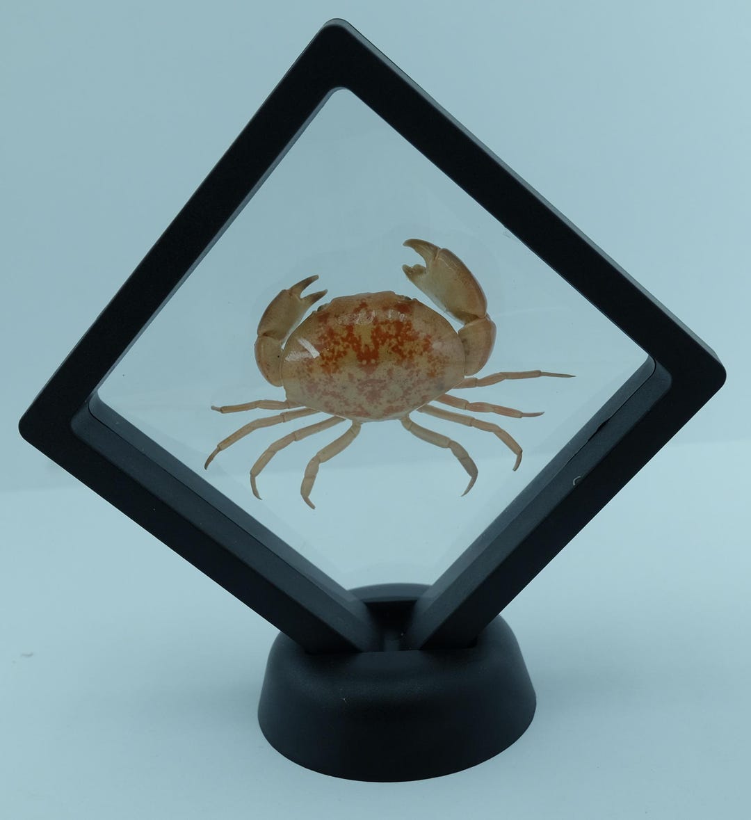 Preserved Crab Specimen Marbled Stone Crab Carpilius Convexus Marine ...