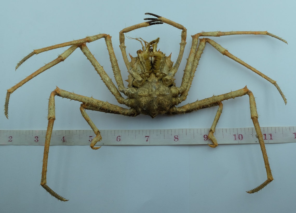 Spider Crab Moloha Acutispina Crab Taxidermy Oddities - Etsy