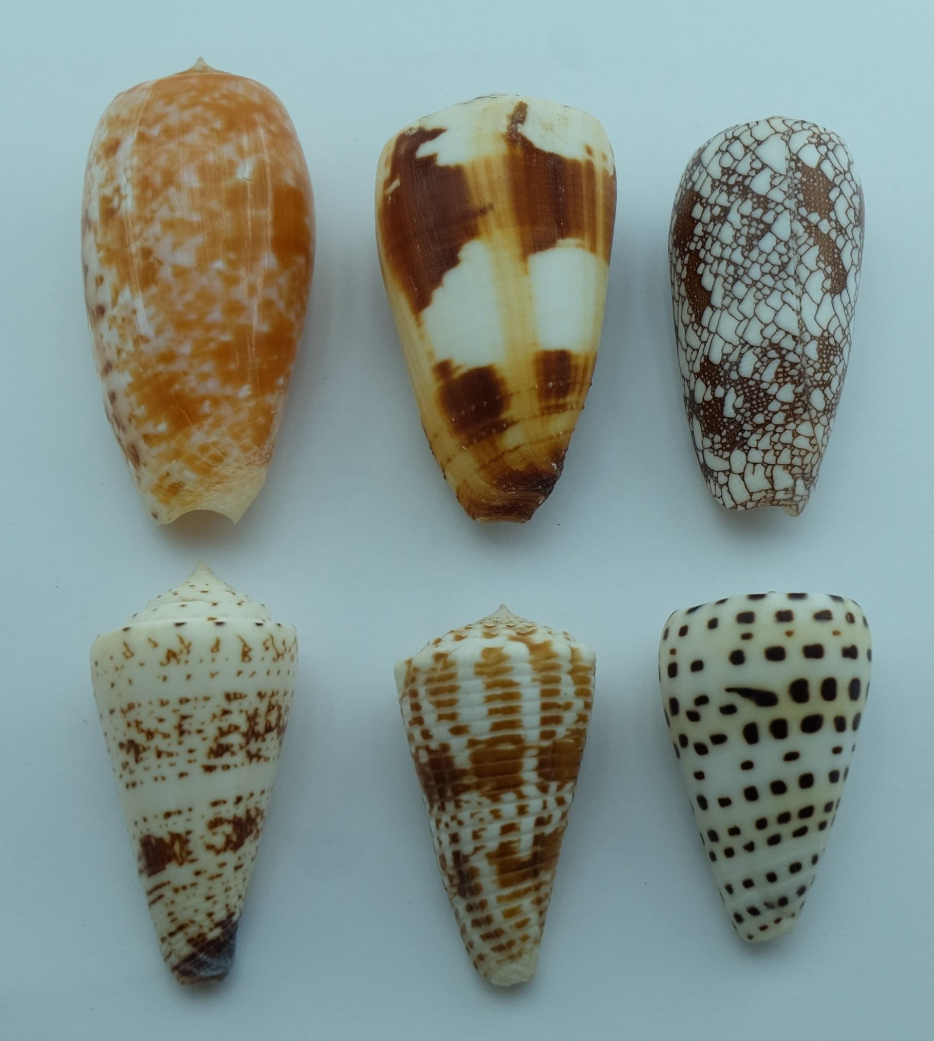 Philippine Cone Shells Assorted Cone Shells Oddities Taxidermy - Etsy