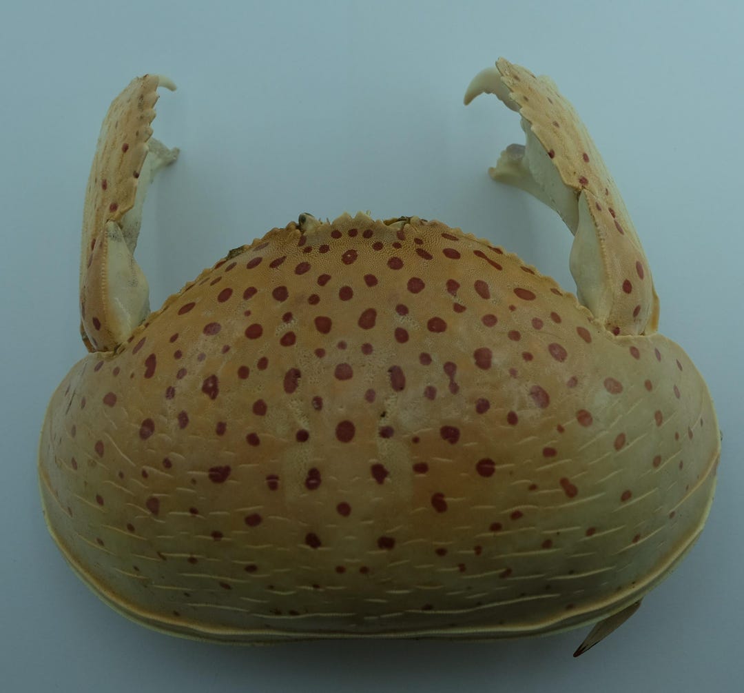 Preserved Crab Specimen Red-spotted Box Crab Calappa Calappa Marine ...