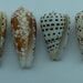 Philippine Cone Shells Assorted Cone Crabs Oddities Taxidermy - Etsy