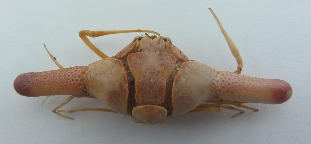 Peeble Crab Ixa Cylindrus Crab Taxidermy Oddities - Etsy