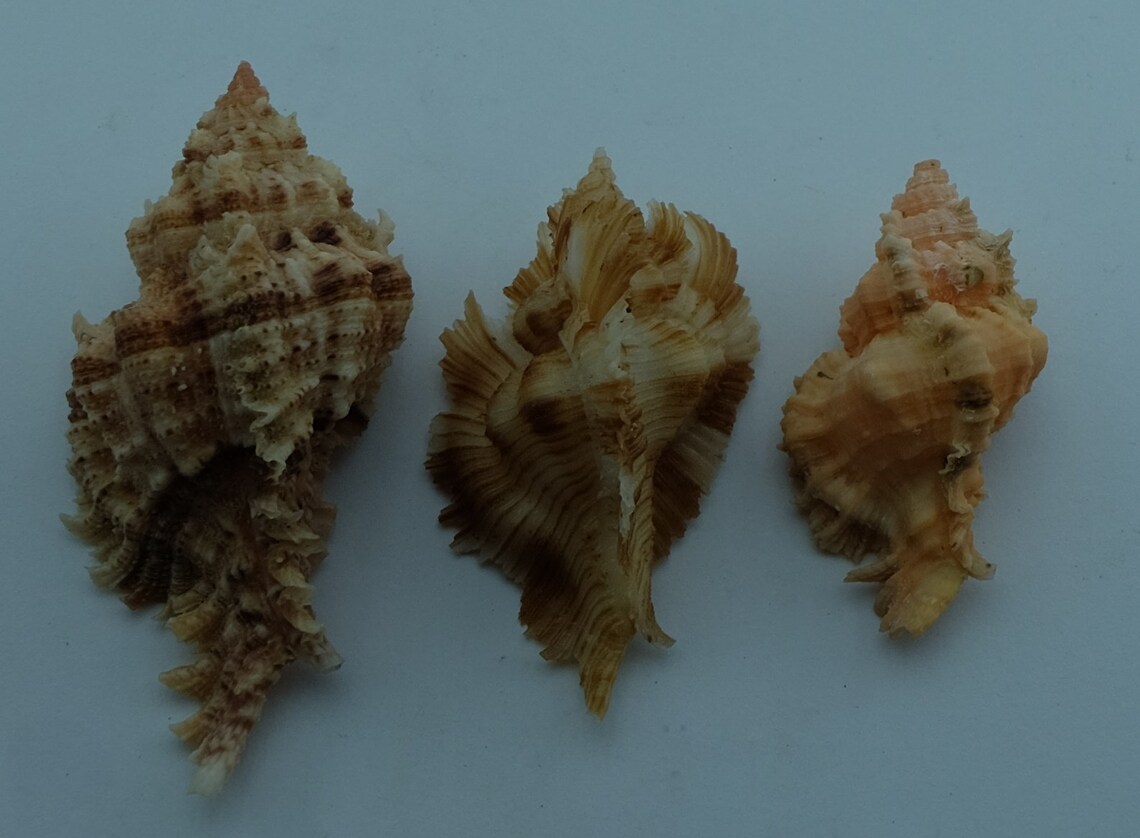 Philippine Murex Shells Assorted Murex Shells Oddities Taxidermy - Etsy