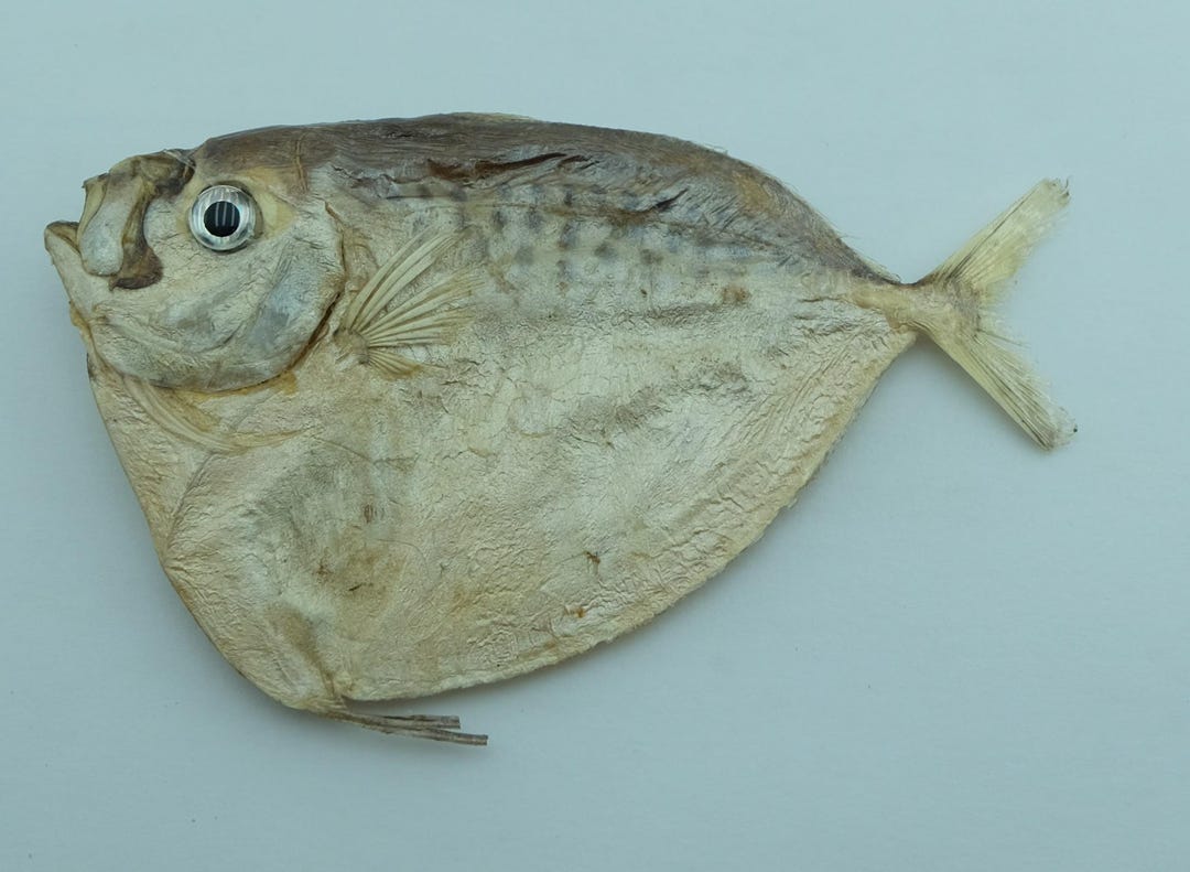 Freeze Dried Fish Specimen Taxidermy Real Preserved Decor Gift Moonfish ...