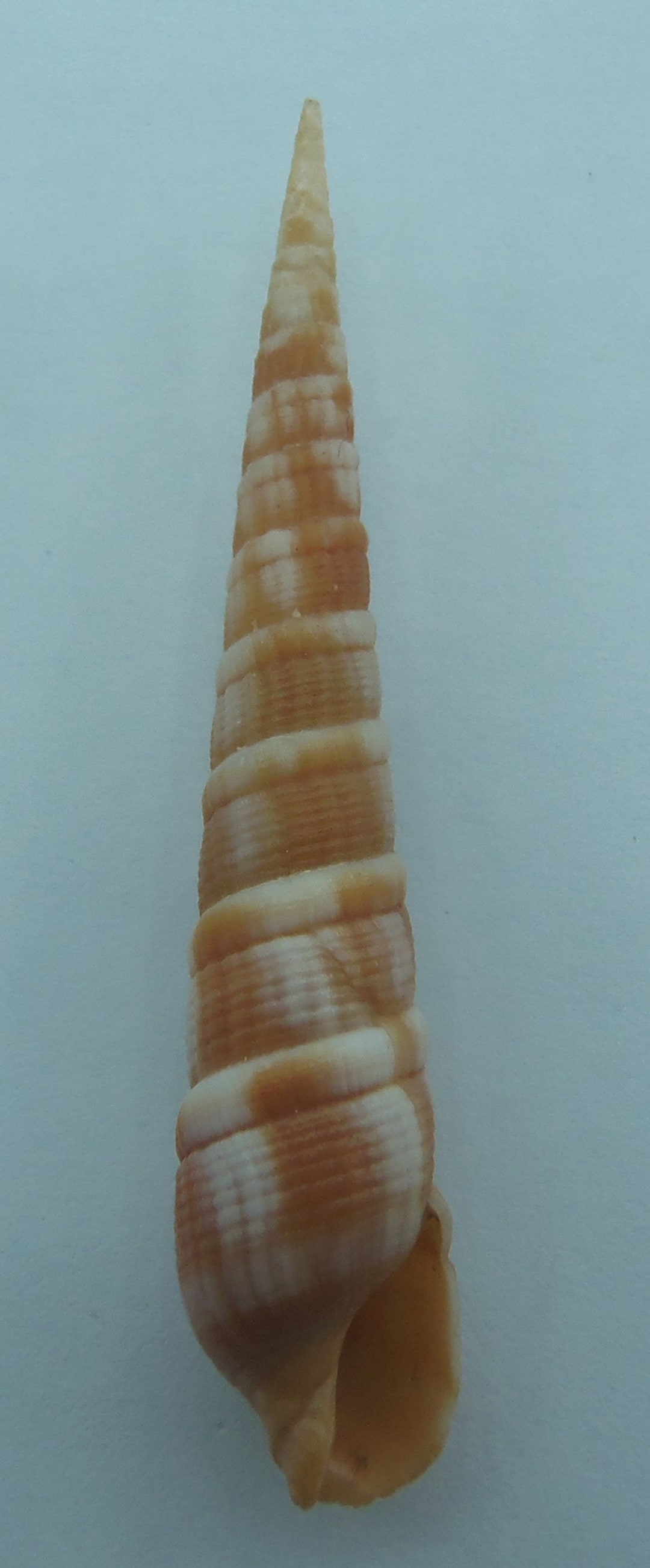 Seashells Auger Snails Myurella Nebulosa - Etsy