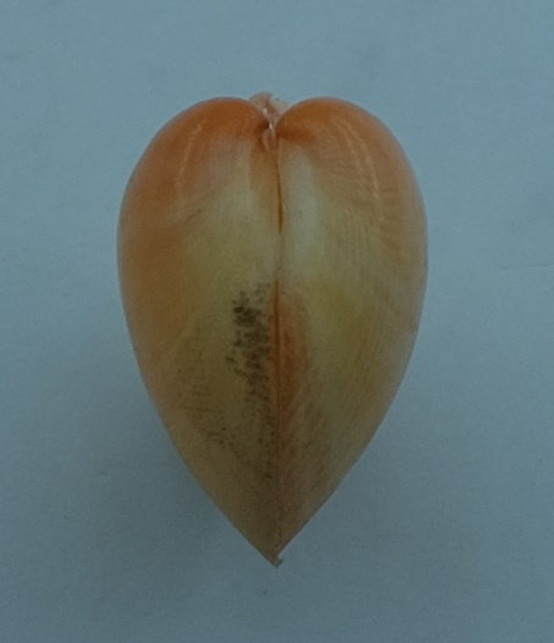 Seashells Cockles Fulvia Boholensis - Etsy