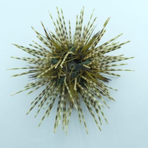 Echinoderms Black Banded Sea Urchin Echinothrix Calamaris Taxidermy ...