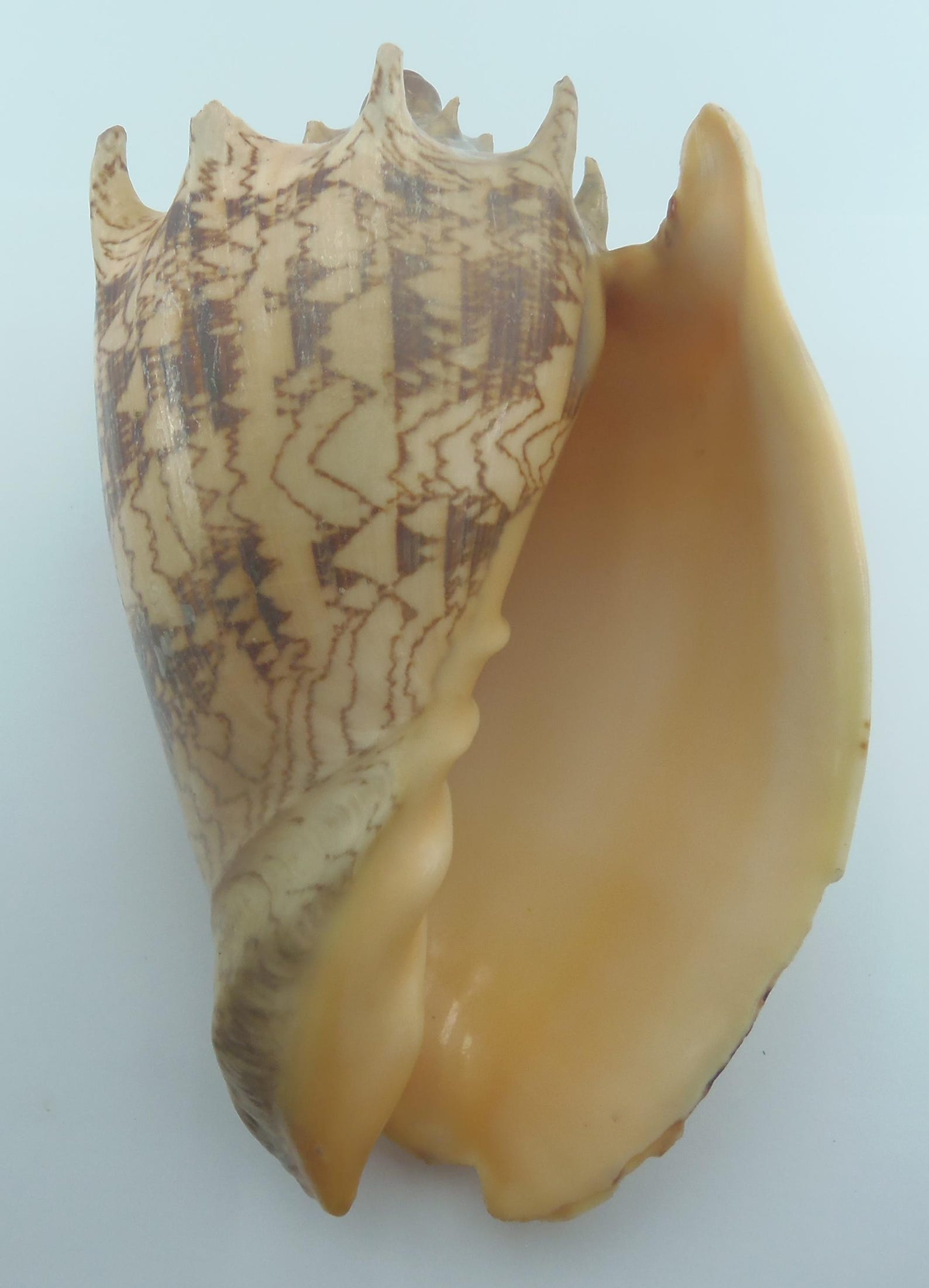 Seashells Imperial Volute Cymbiola Imperialis - Etsy