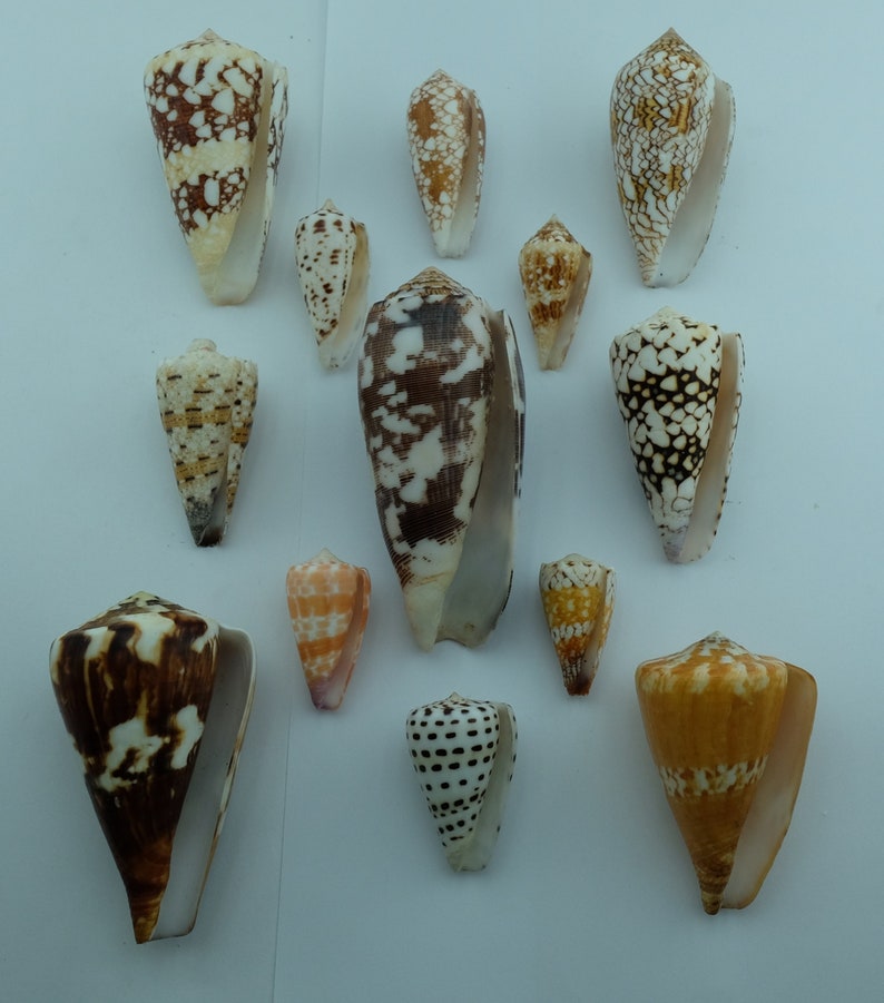 Philippine Cone Shells Assorted Cone Crabs Oddities Taxidermy - Etsy