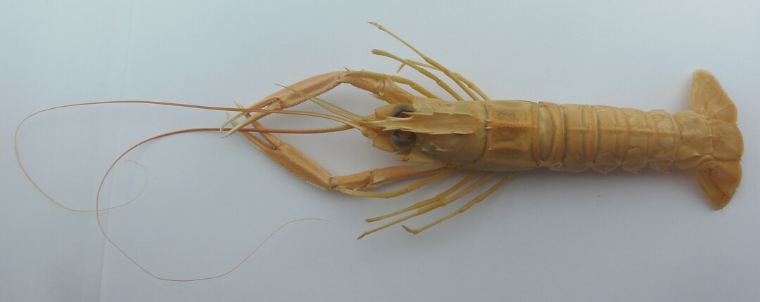 Lobster Metanephrops Velutinus Crab Taxidermy Oddities - Etsy