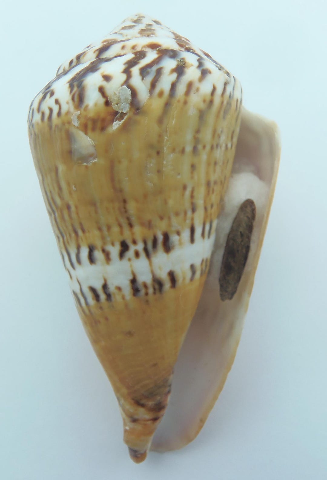 Seashells Captain Cone Conus Capitaneus - Etsy