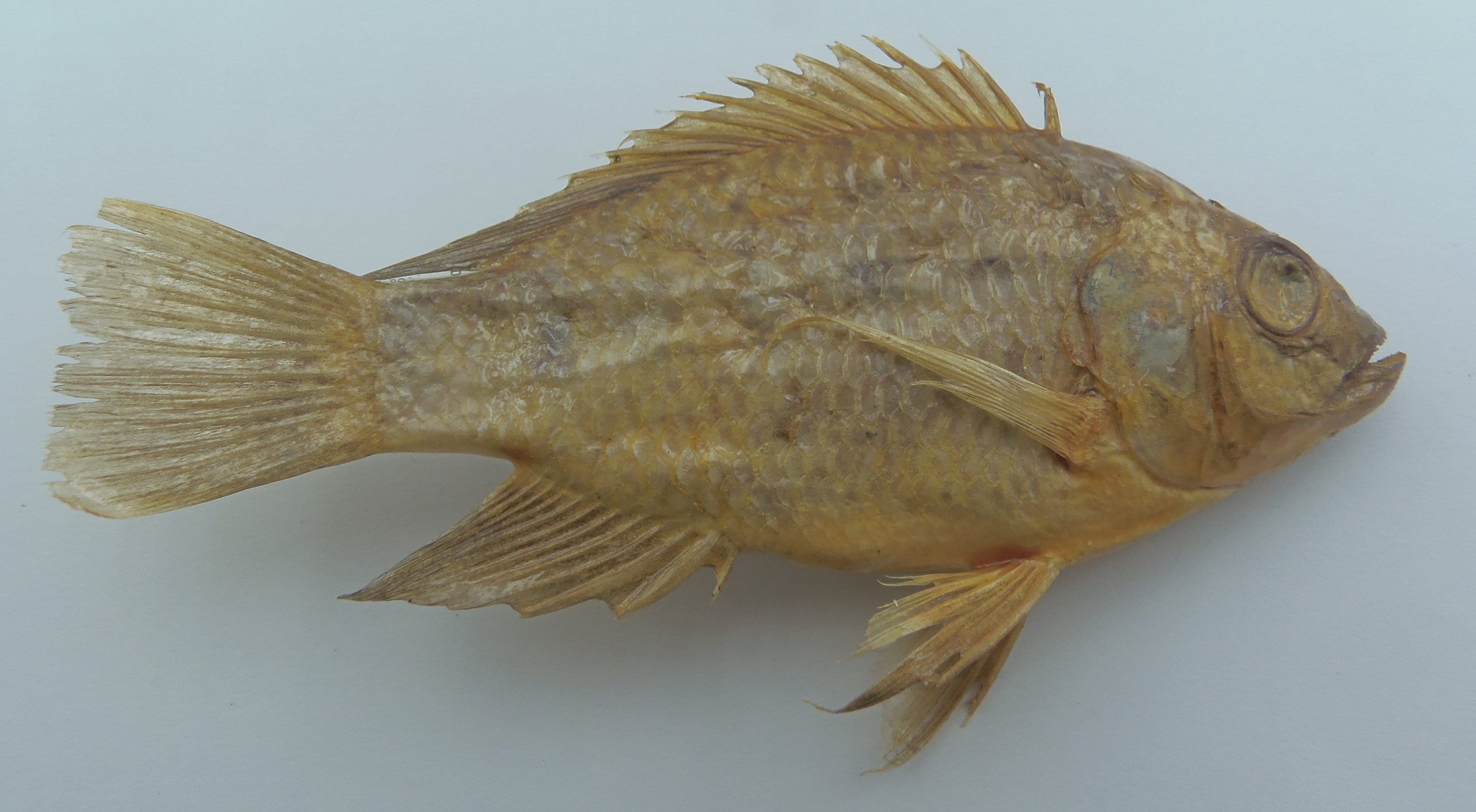 Nile Tilapia Oreochromis Niloticus Fish Taxidermy Oddities - Etsy