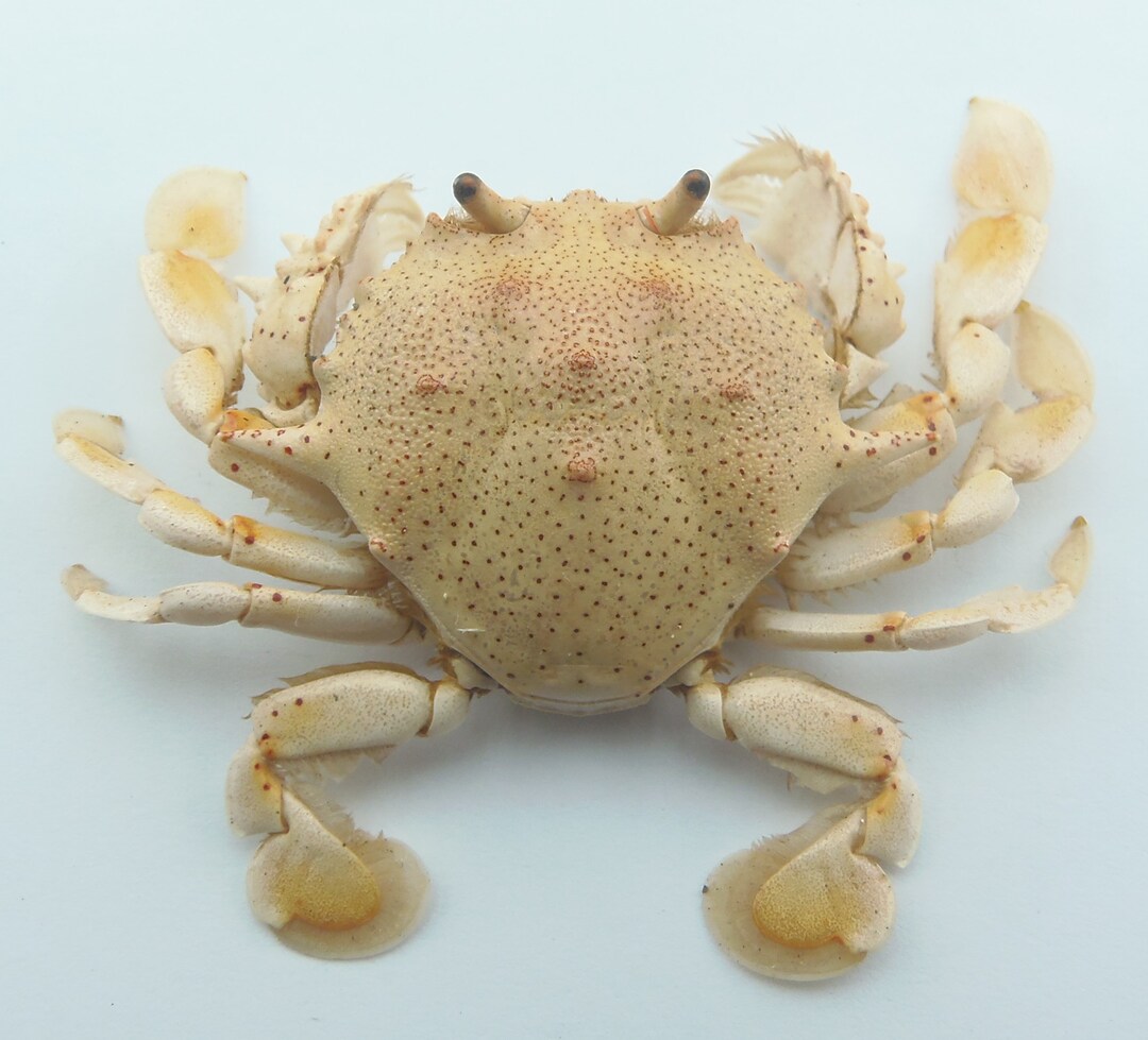 Yellow Moon Crab Matuta Banksii Crab Taxidermy Oddities - Etsy