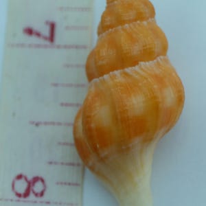 Seashells Spindle Snails Fusolatirus Sarinae - Etsy