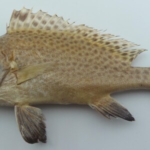 Painted Sweetlips Diagramma Pictum Fish Taxidermy Oddities - Etsy