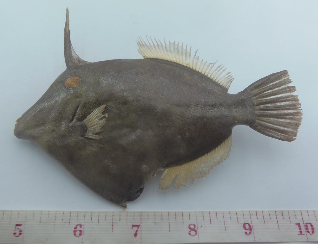 Honeycomb Filefish Cantherhines Pardalis Fish Taxidermy Oddities - Etsy