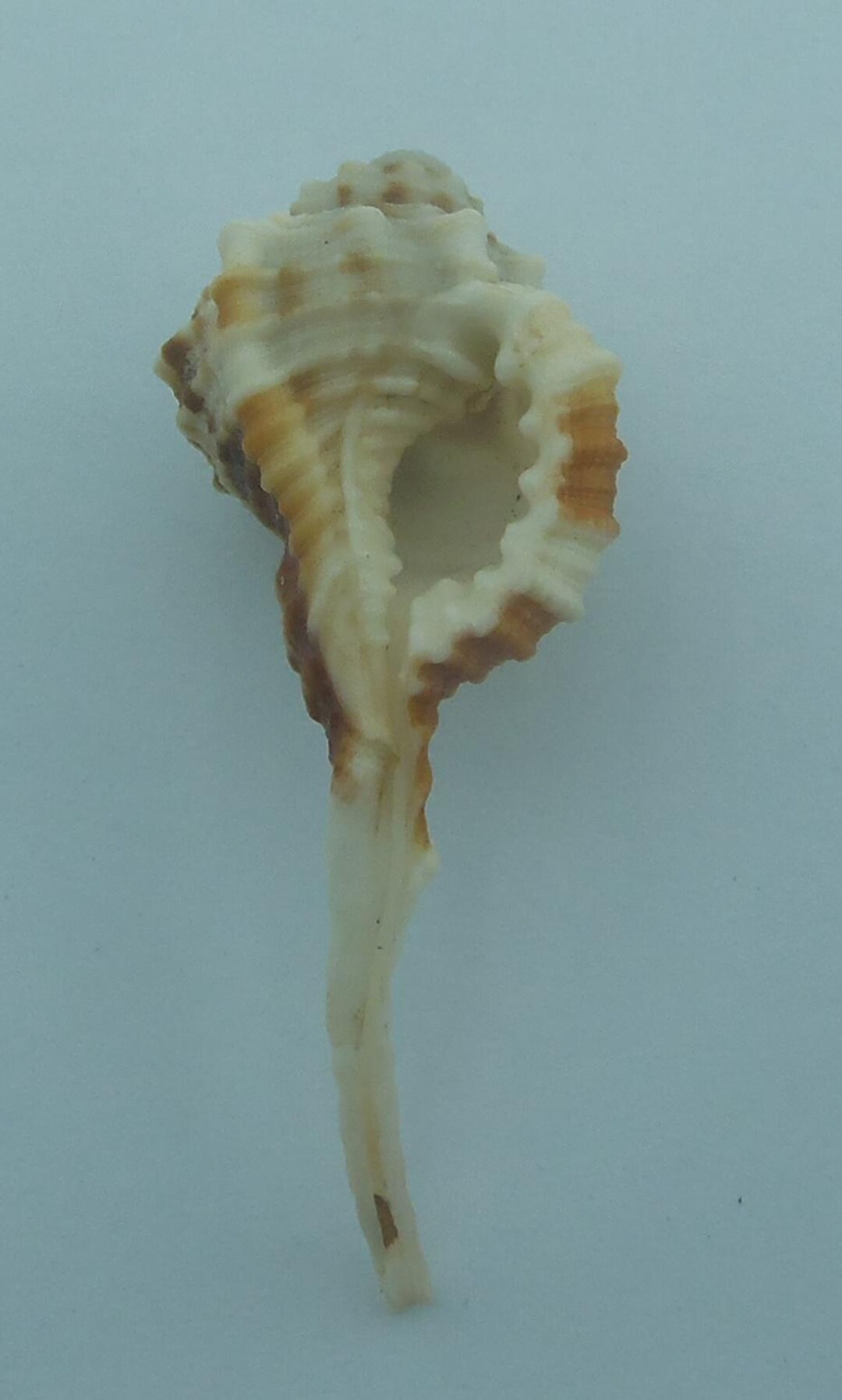 Seashells Triton Shell Ranularia Exilis - Etsy