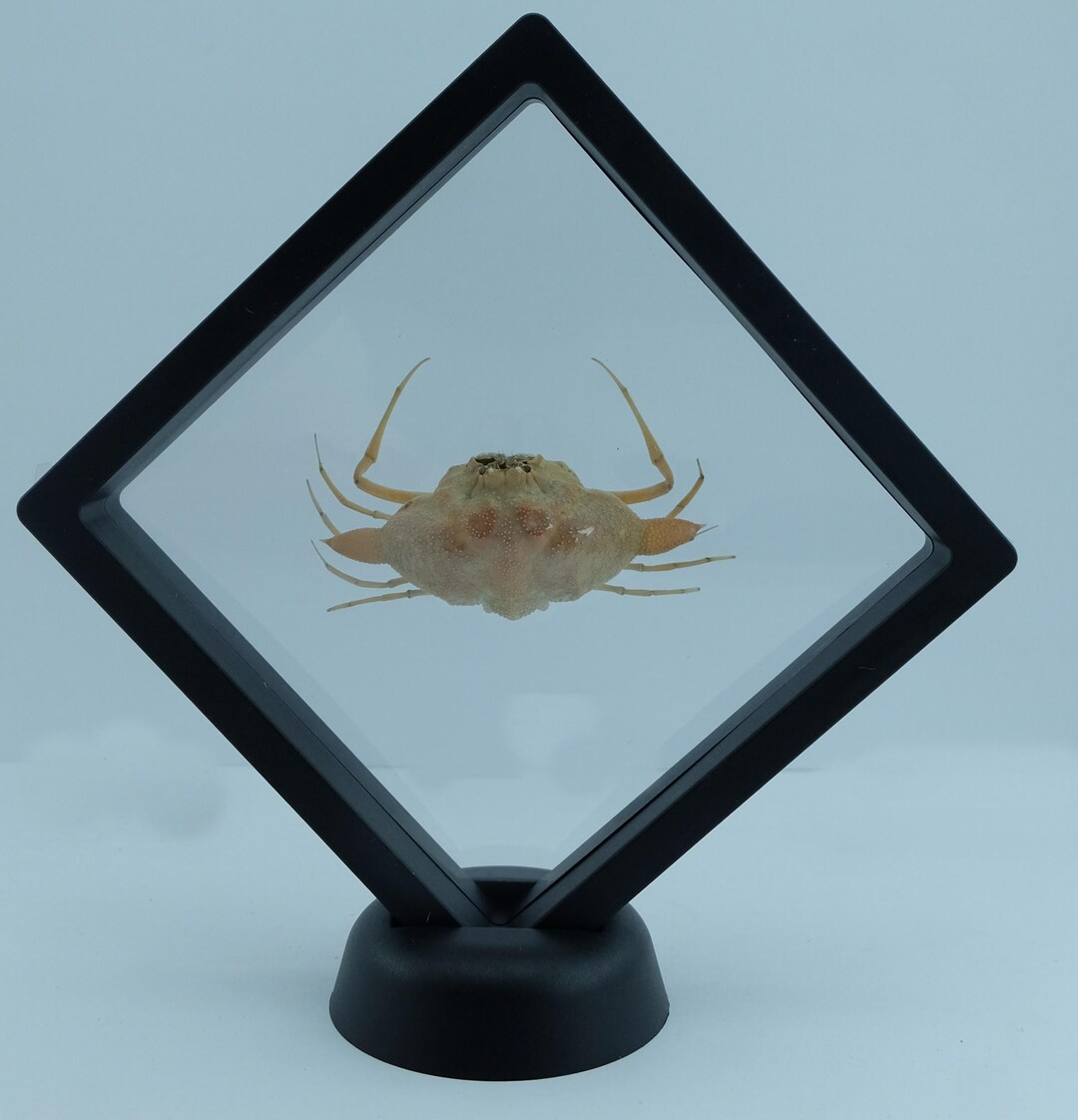 Preserved Crab Specimen Peeble Crab Ixa Edwardsii Marine Taxidermy ...
