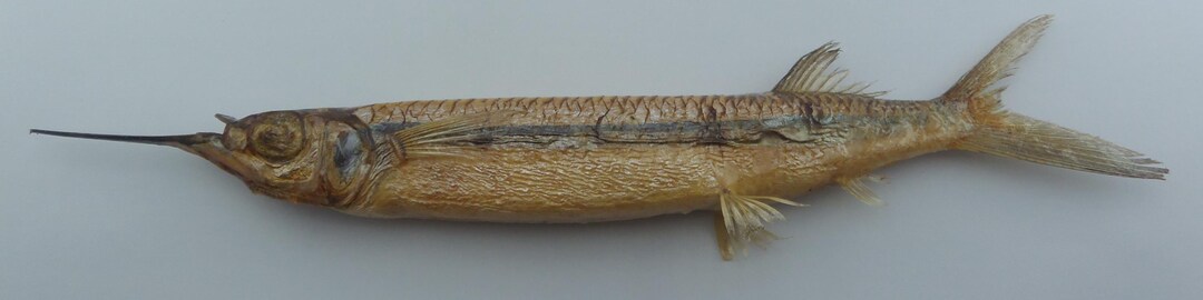 Black-barred Halfbeak Hemiramphus Far Fish Taxidermy Oddities - Etsy