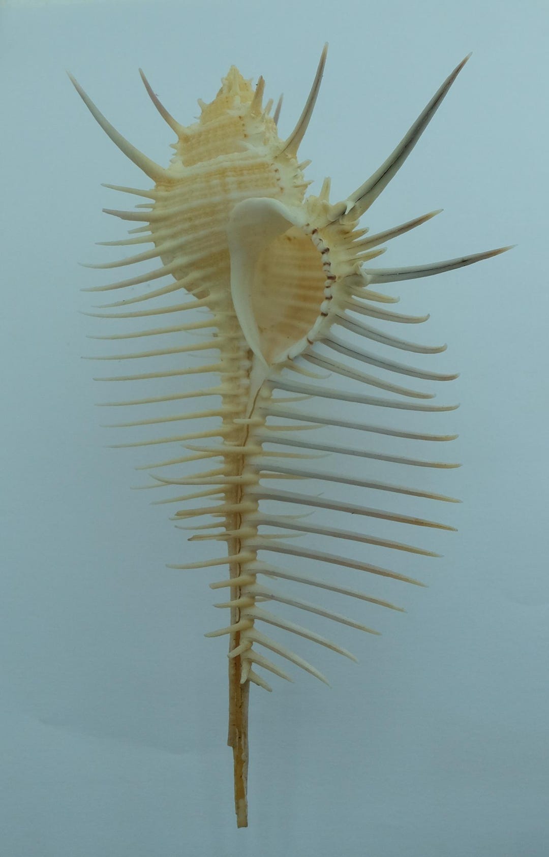Seashells Venus Comb Murex 6" Murex Pecten - Etsy