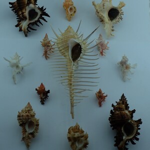 Philippine Murex Shells Assorted Murex Shells Oddities Taxidermy - Etsy