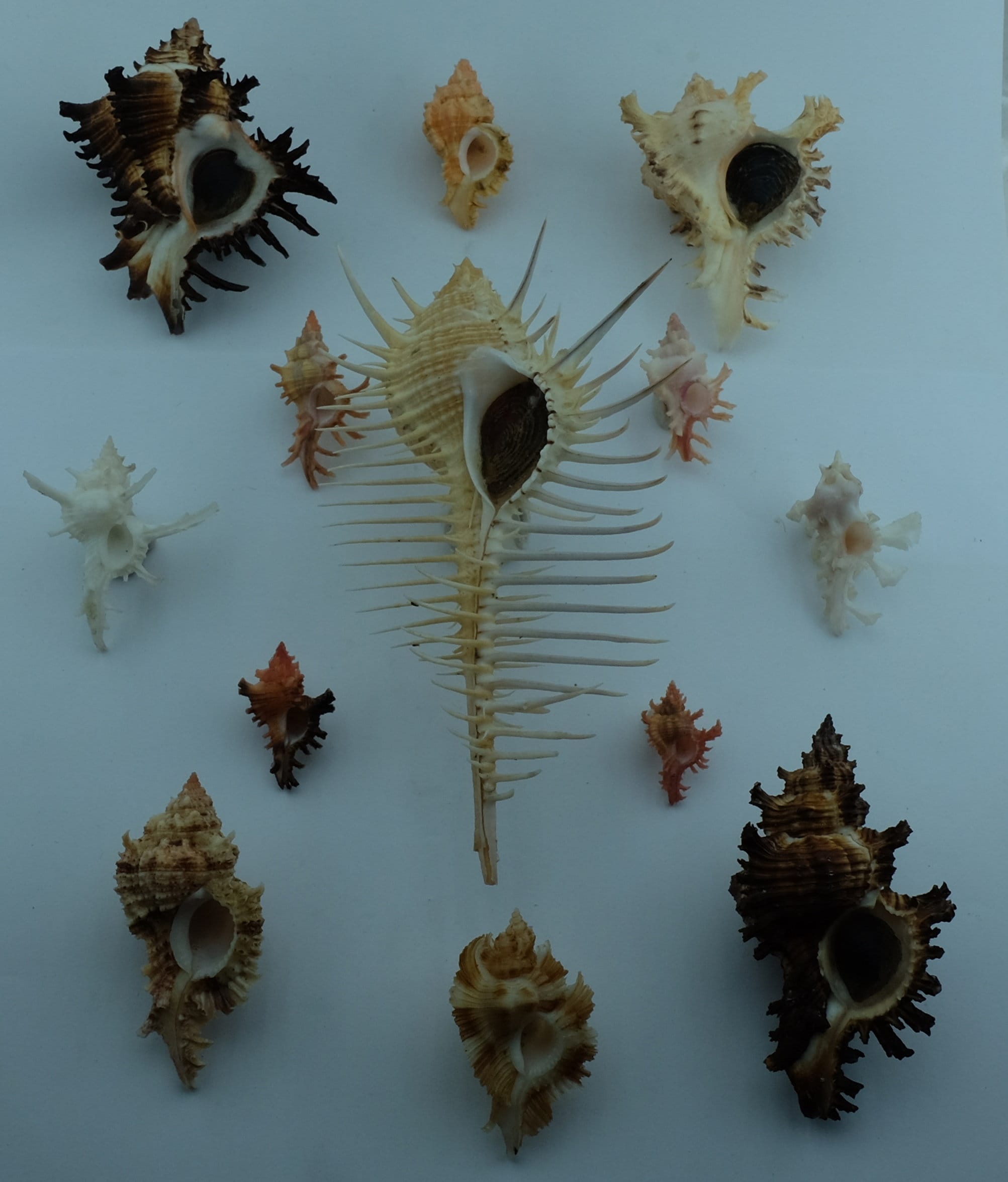 Philippine Murex Shells Assorted Murex Shells Oddities Taxidermy - Etsy