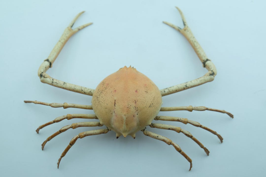 Peeble Crab Parilia Major Crab Taxidermy Oddities - Etsy