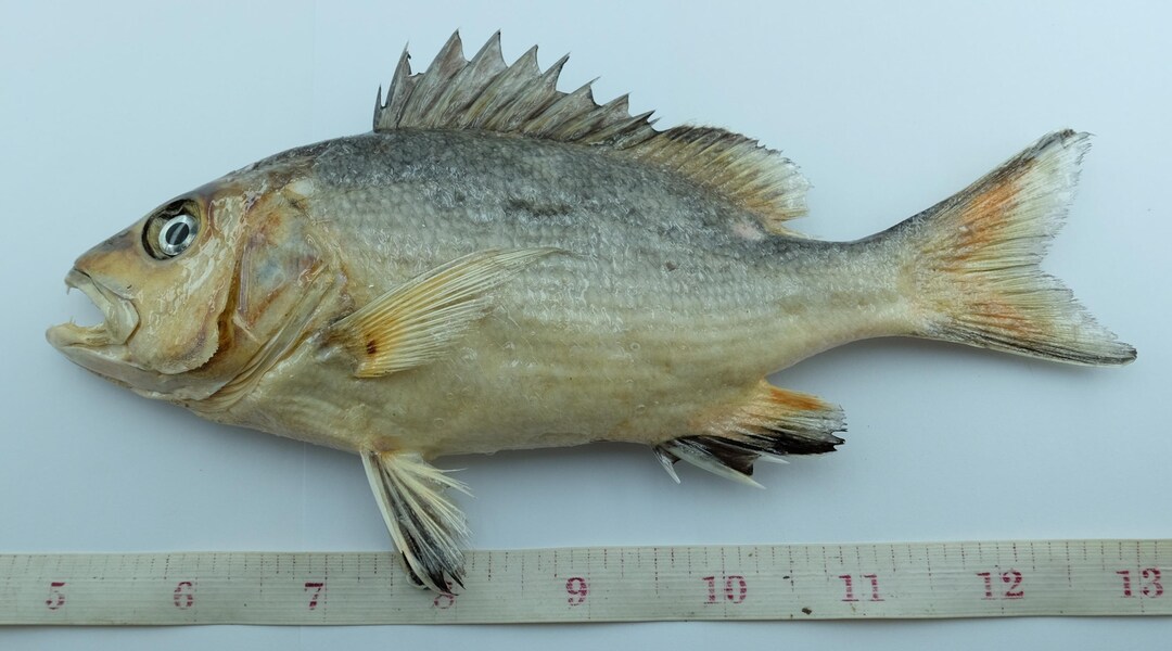 Two-spot Red Snapper Lutjanus Bohar Fish Taxidermy Oddities - Etsy